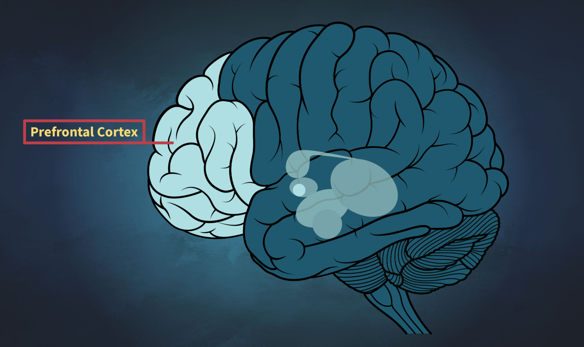 Adolescent Learning | The Cove